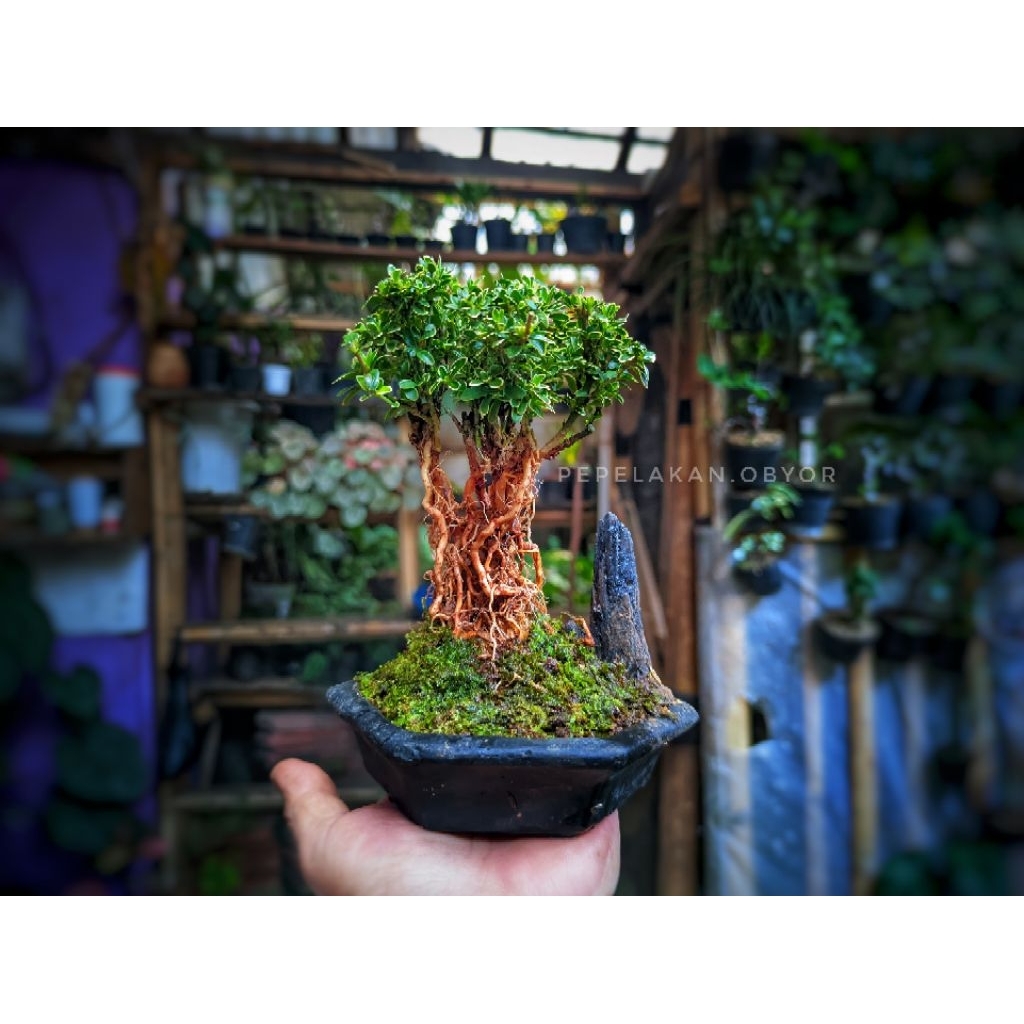 Jual Bonsai Mini Mirten Variegata Serissa Foetida Variegata Hingkip ...