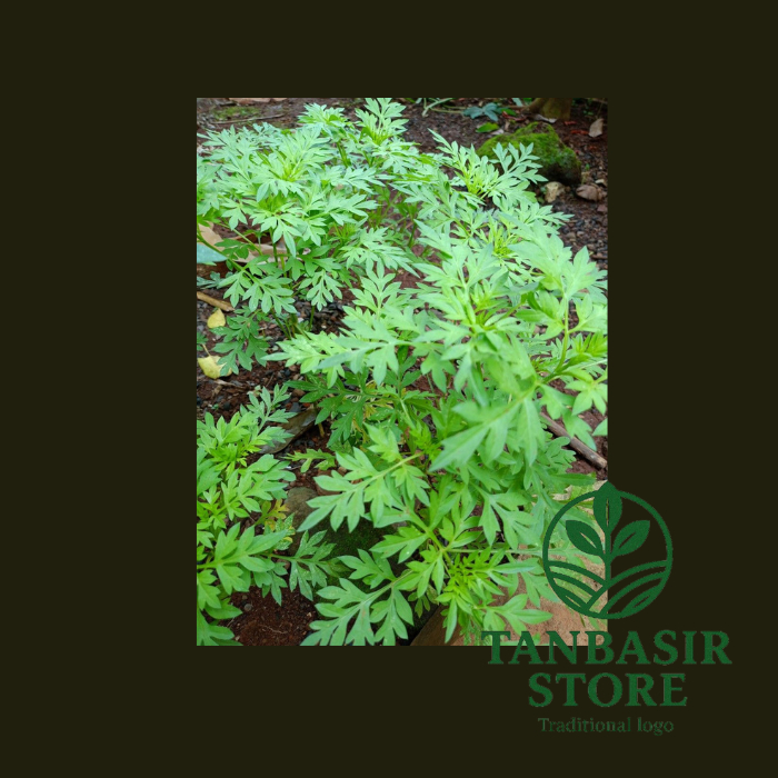 Jual Benih KENIKIR SAYUR SURING Siap Tanam 200 Butir Cepat Tumbuh ...