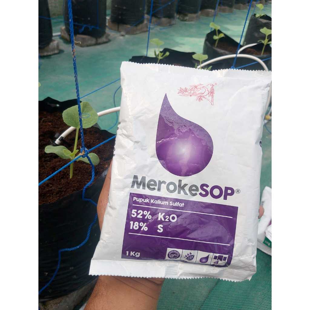 Jual Pupuk Meroke SOP 1 Kg Kemasan Pabrik Pupuk Hidroponik Kalium ...