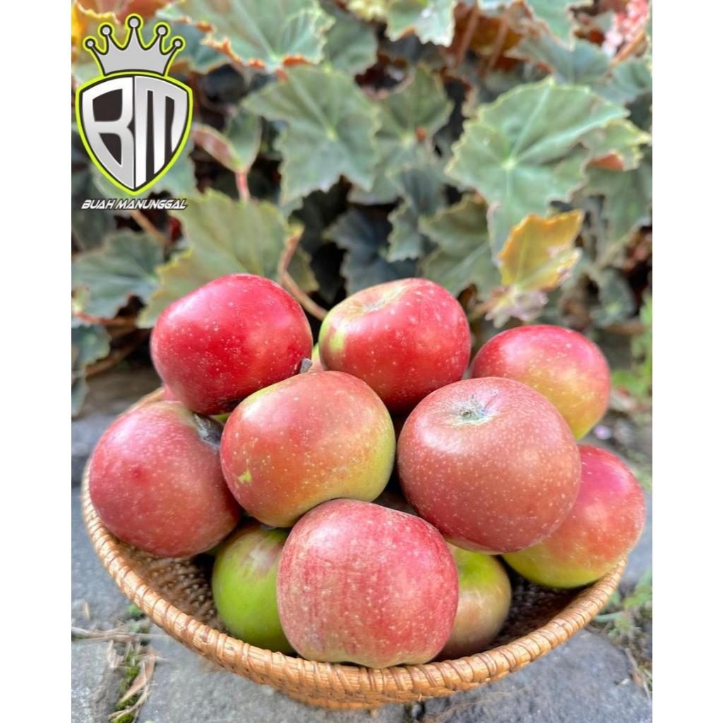 Jual Apel Malang Rome Beauty 19-22 1kg /Apel Malang /Apel Batu/ Apel ...