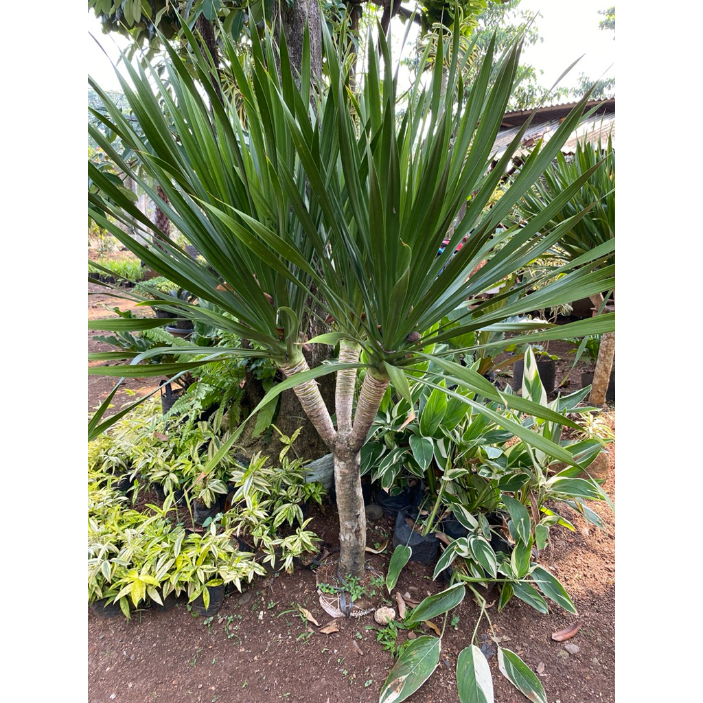 Jual tanaman hias pandan bali cabang 3 / tanaman indoor outdoor/pandan ...