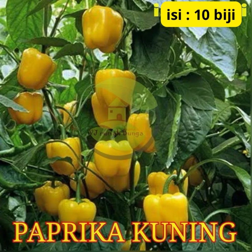 Jual 10 butir - Benih Paprika Kuning Benih Biji Cabe Paprika Cabai ...