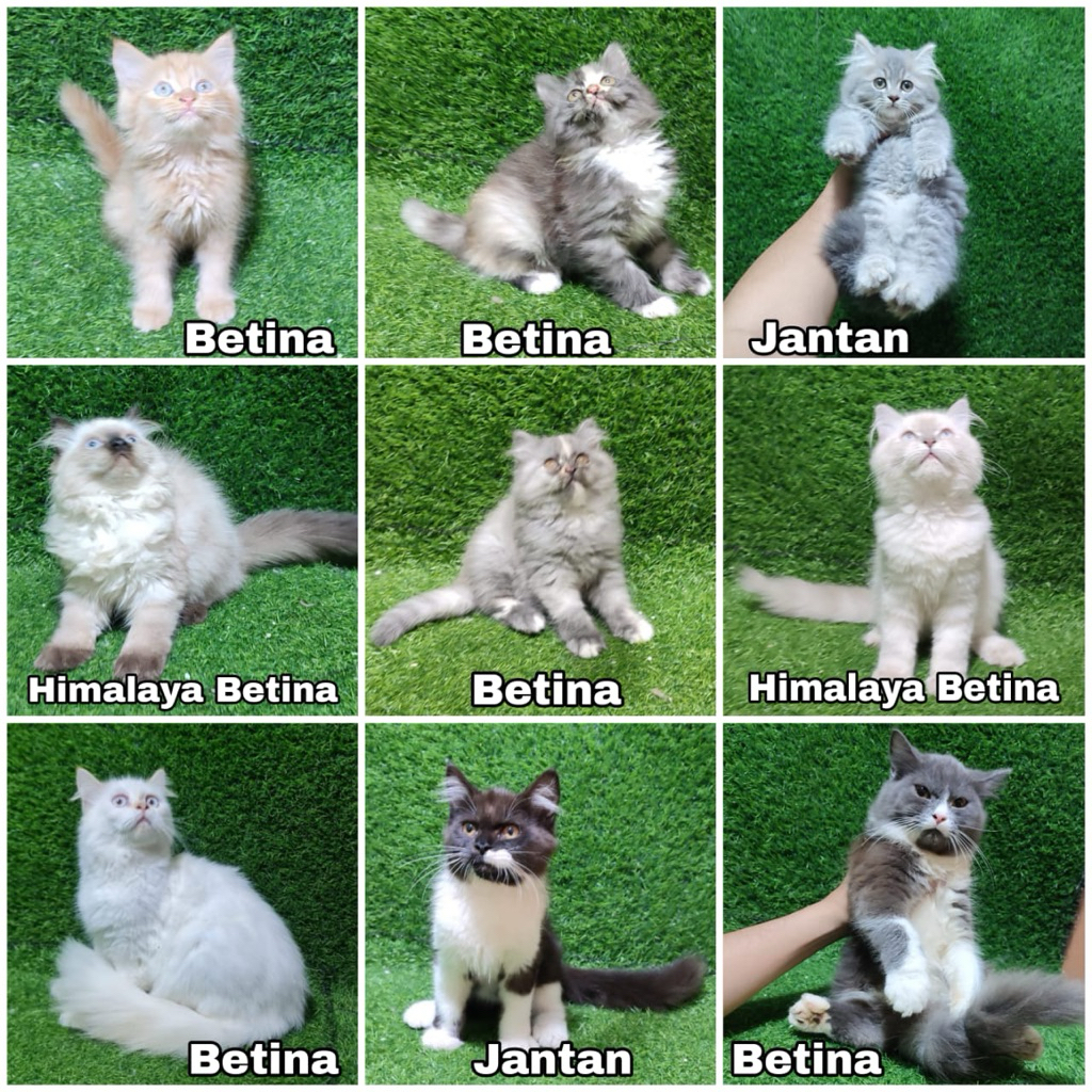 Jual JUAL kitten anak kucing anggora persia angora 2.5 bulan jantan ...