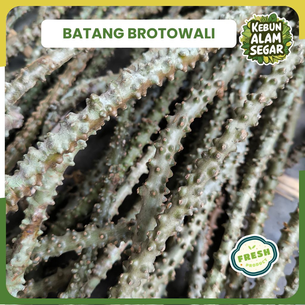 Jual BROTOWALI SEGAR 1 KG | Shopee Indonesia