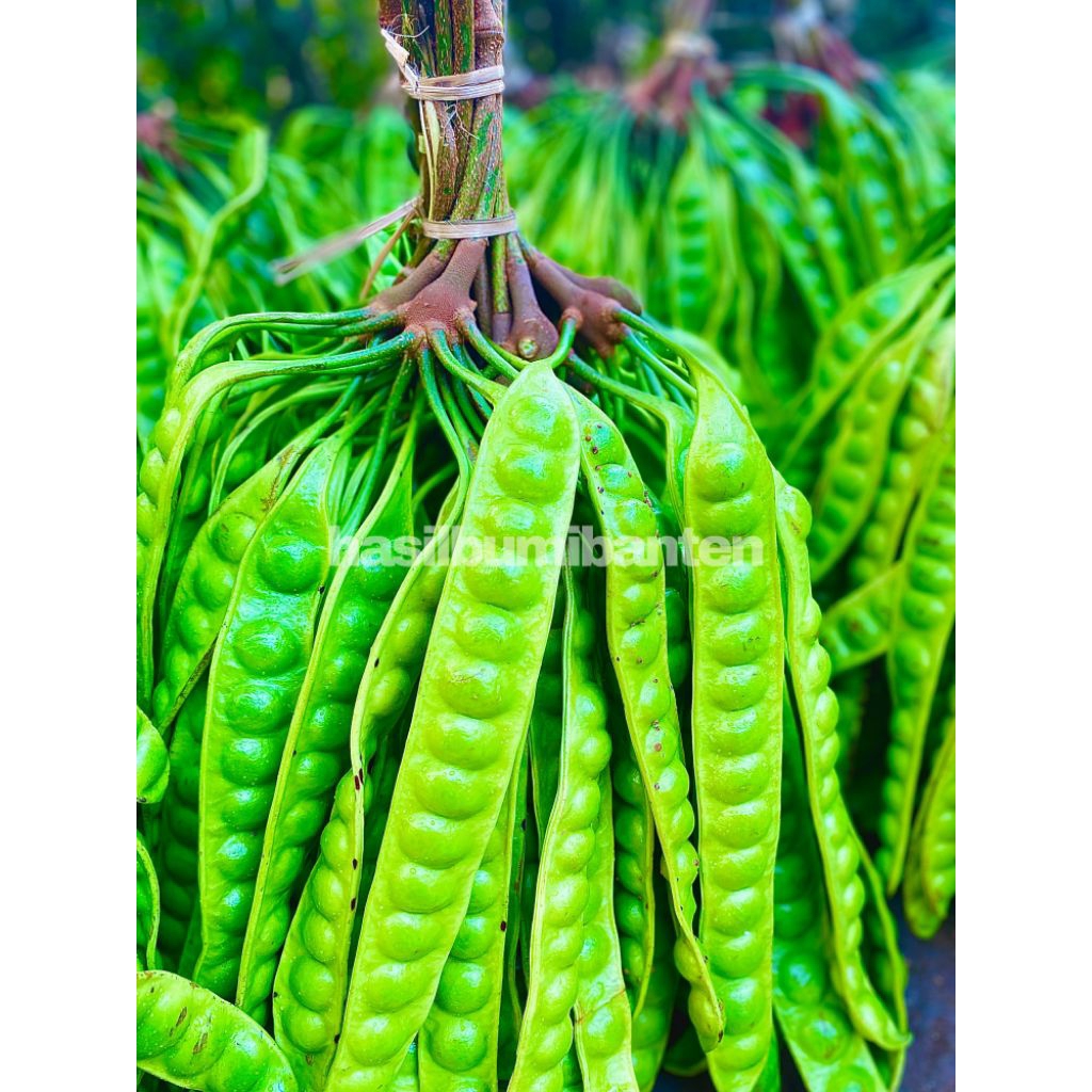 Jual PETE/PETAI TUA FRESH 1 PAPAN LONJOR BARU PETIK | Shopee Indonesia