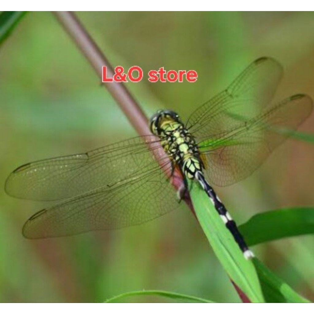 Jual capung/papatong | Shopee Indonesia