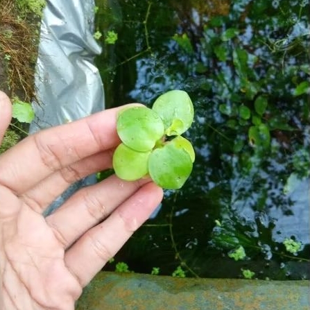 Jual amazon frogbit tanaman aquascape | Shopee Indonesia