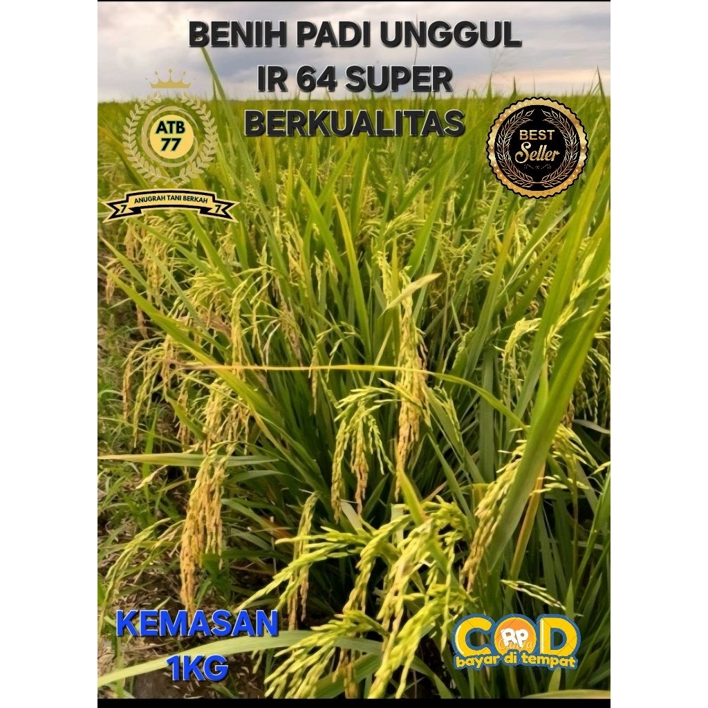 Jual BENIH PADI IR-64 SUPER UNGGUL BERKUALITAS KEMASAN (1kg) | Shopee Indonesia