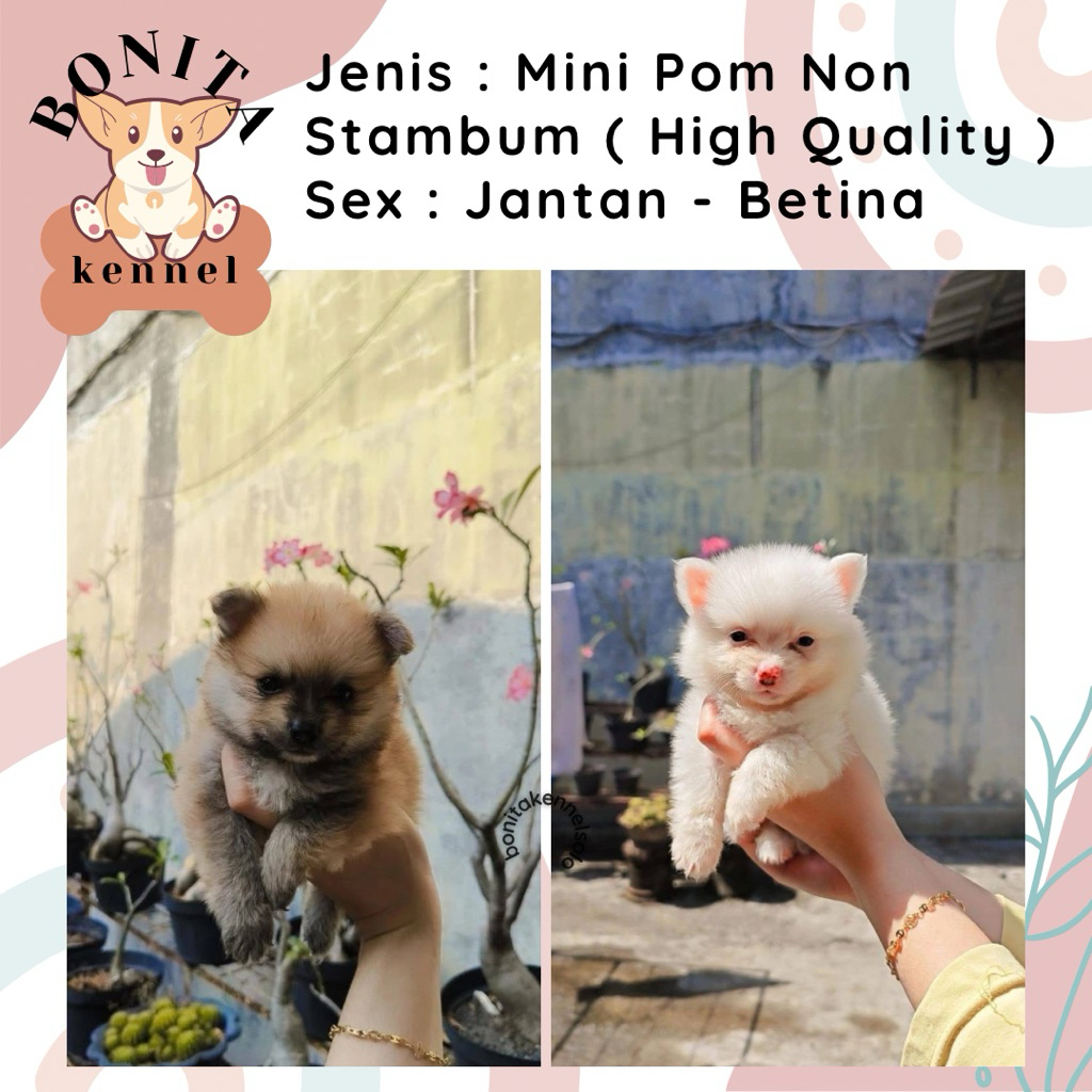 Jual Mini Pomeranian Non Stambum MiniPom Anakan Anjing Mini Pom Jantan ...