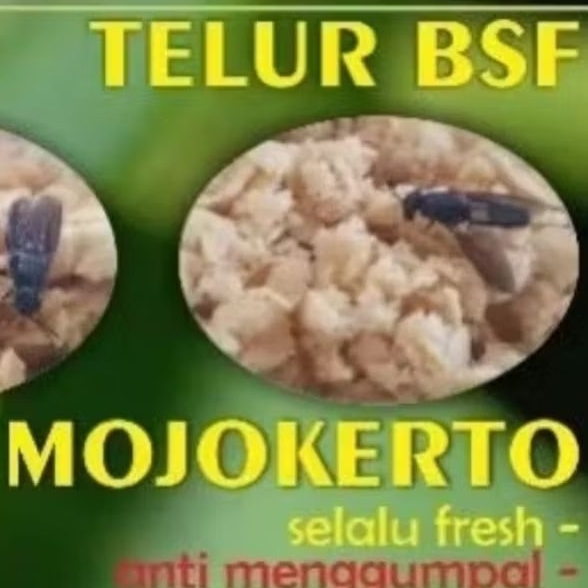 Jual SUPER QUALITY TELUR BSF PAKET 15 GRAM | Shopee Indonesia