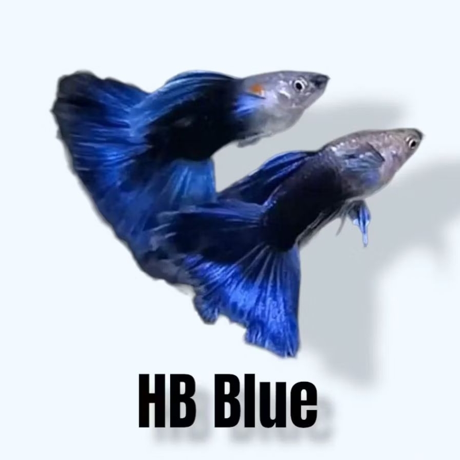 Jual Guppy Hb Blue Cocok untuk Hiasan Aquarium | Shopee Indonesia