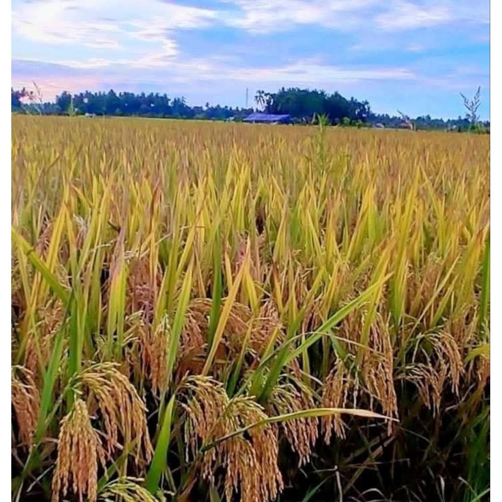 Jual 5kg benih padi THAILAND JUMBO gabah unggul super premium | Shopee ...