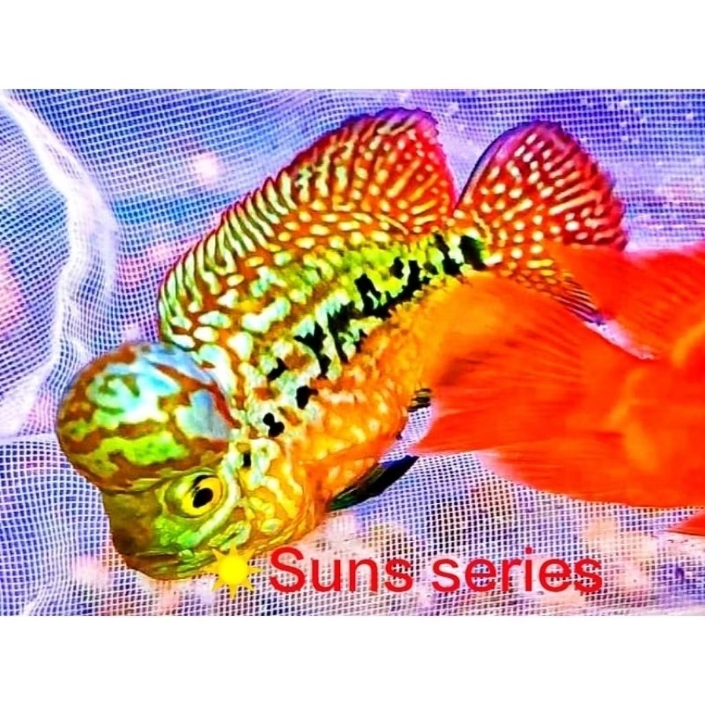 Jual Kebutuhan Aquarium VIP Burayak Lion King Kamfa F2 ORI | Shopee ...