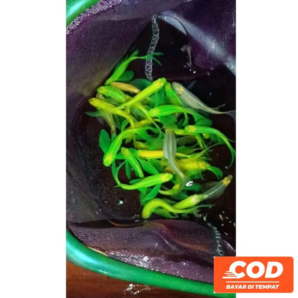 Jual paket danio slayer hijau butterfly isi10 dan 20 | Shopee Indonesia