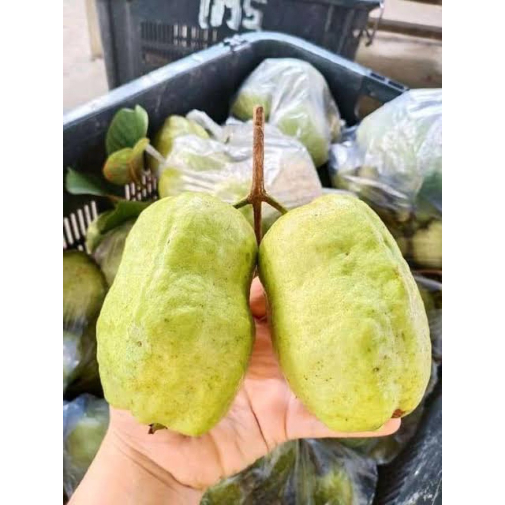 Jual Bibit tanaman jambu farang putih dan merah cangkok | Shopee Indonesia