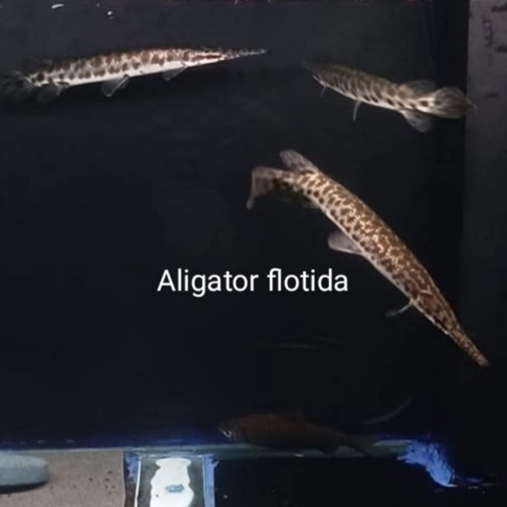 Jual Tankmate Predator aquarium | Shopee Indonesia