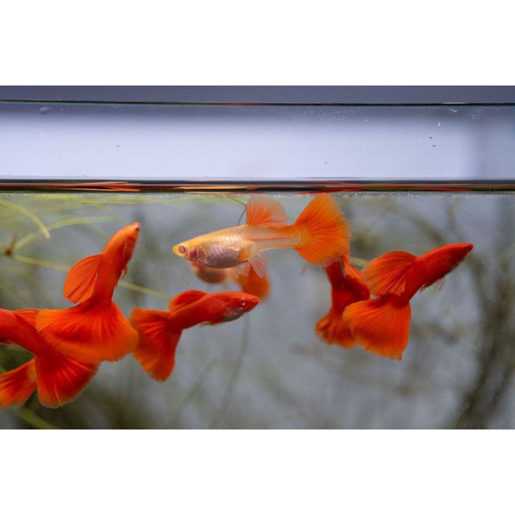 Jual (PROMO) BISA COD PAKET HEMAT SEPASANG AFR FULL RED | Shopee Indonesia