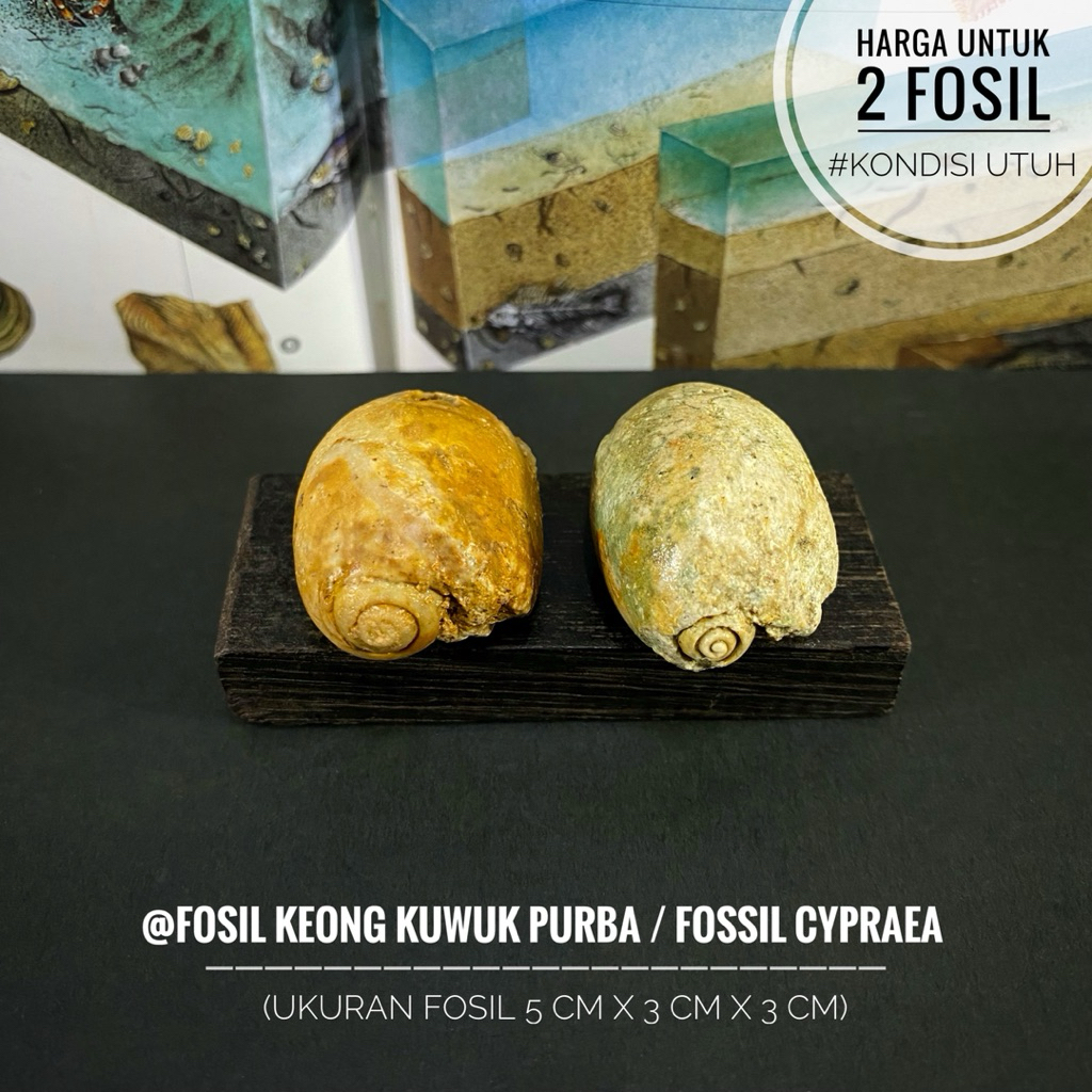 Jual Fosil Keong Kuwuk Purba Natural B72 atau Fossil Cypraea atau Fosil ...