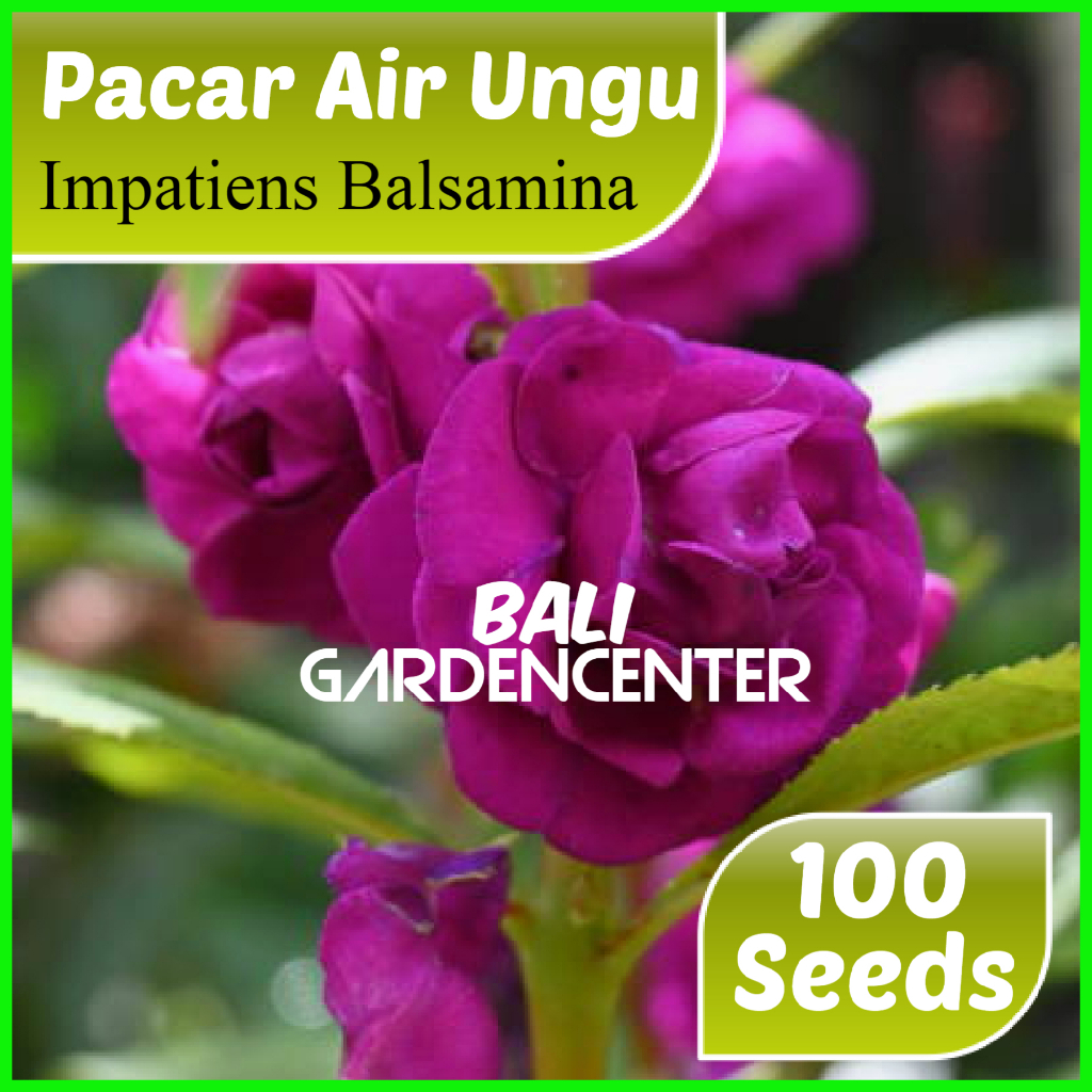 Jual Isi 100 Benih Biji Bunga Pacar Air - Pacar Air Ungu | Shopee Indonesia