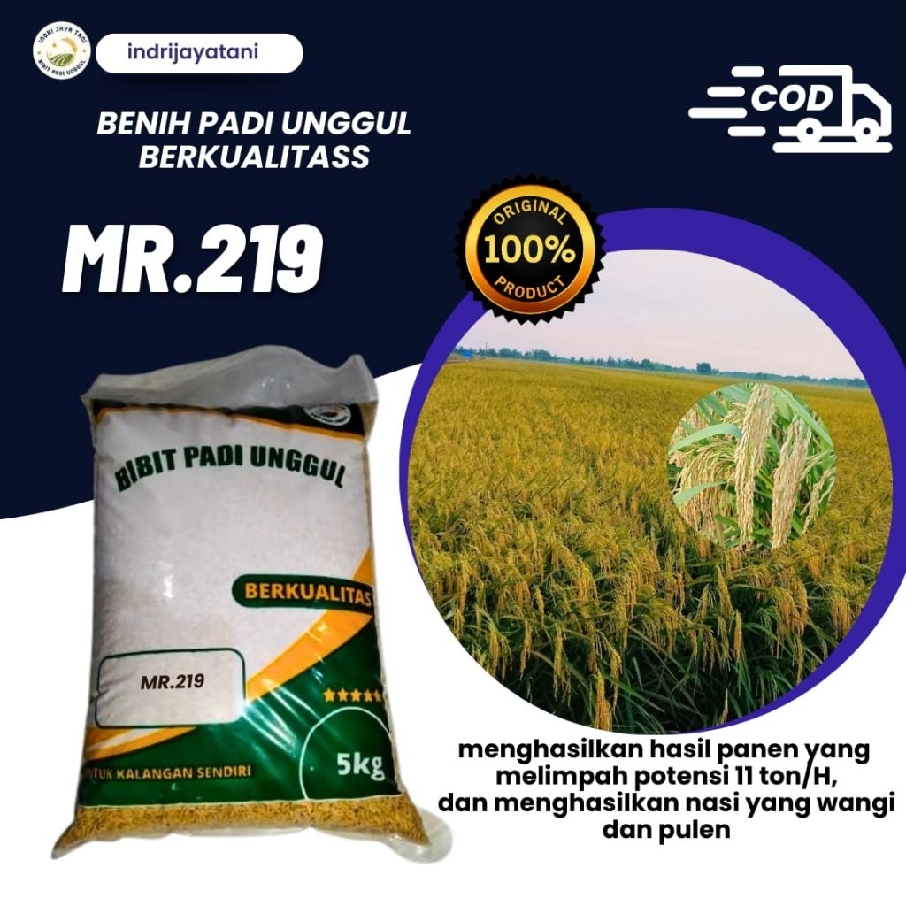 Jual benih padi unggul dan berkualitas MR 219 5kg | Shopee Indonesia