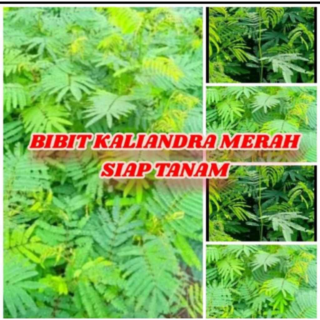 Jual 3 bibit kaliandra merah pakan ternak | Shopee Indonesia