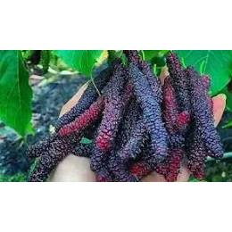 Jual Tanaman Buah Murbei Jumbo Red Taiwan Berbuah (VARIETAS BARU ...