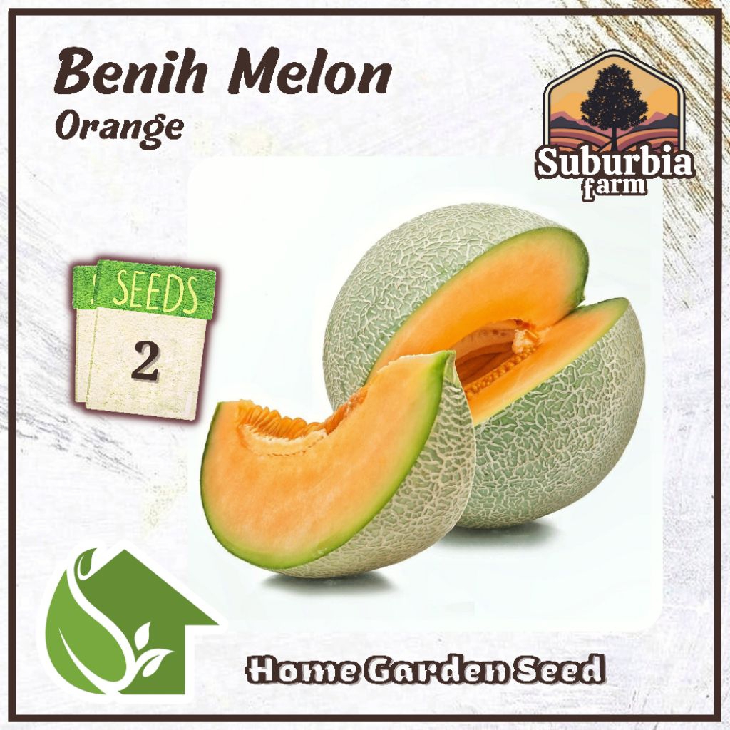 Jual 2 Biji Benih Melon Orange Bibit Buah | Shopee Indonesia