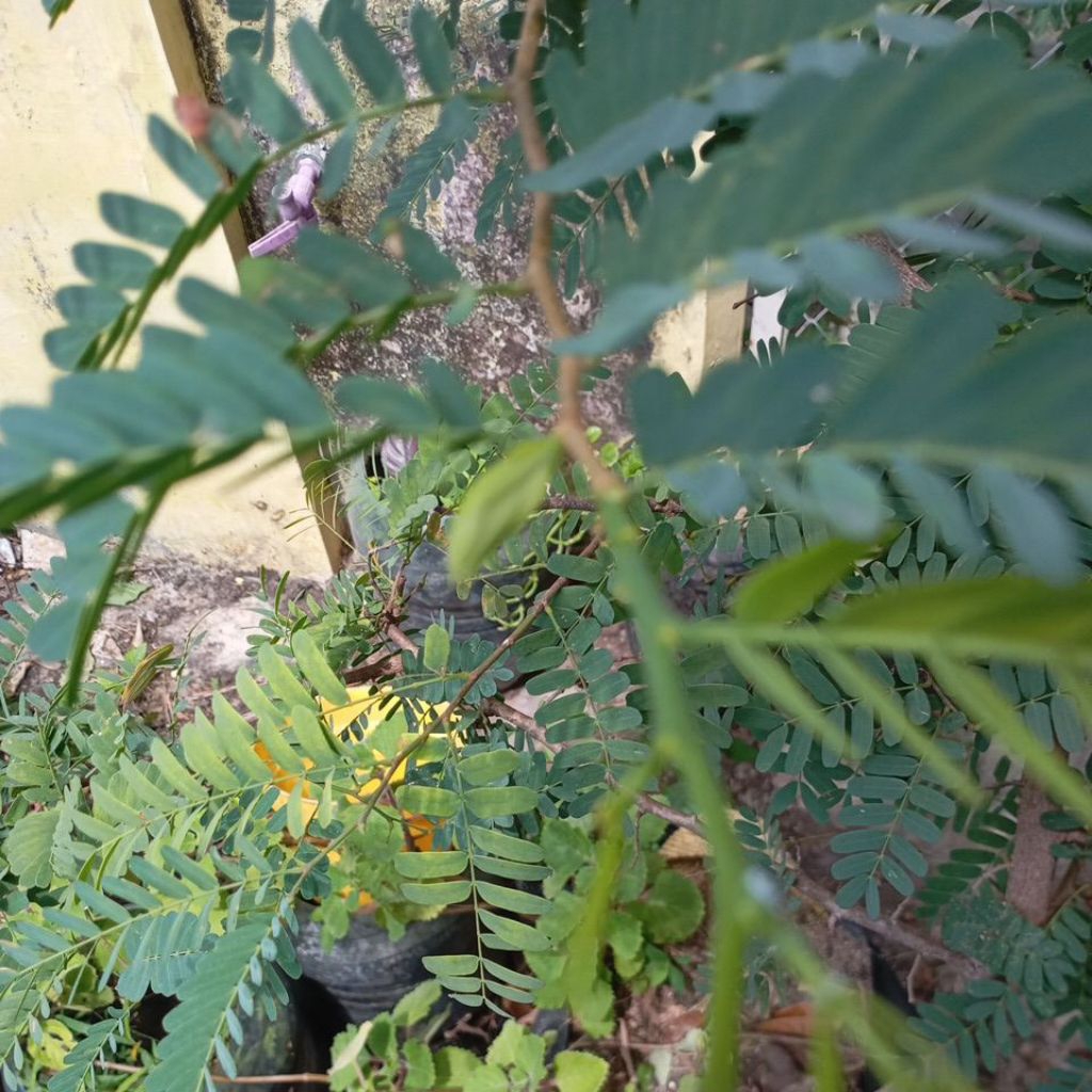 Jual Daun Asam Jawa Kranji Sinom petik segar perikat | Shopee Indonesia