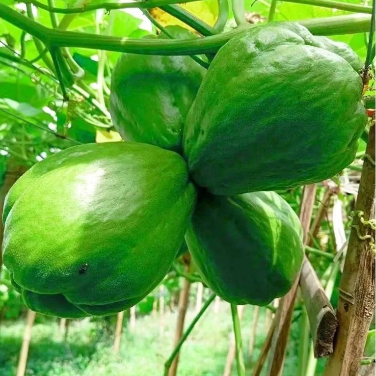 Jual Benih Labu Siam Anggur Unggul – Buah Rapat, Cocok untuk Kebun Hias ...