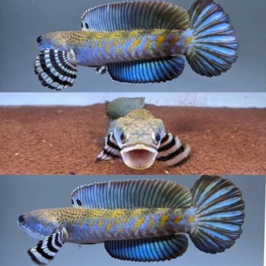 Jual Ikan Blue Pulcra Hidup Ukuran 5-6 cm | Ikan Hias Air Tawar Warna ...