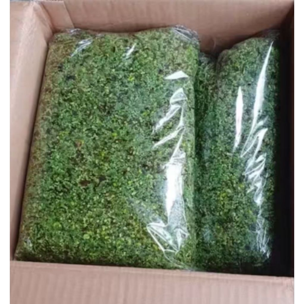 Jual BIBIT AZOLLA MICROPYLIA 2KG (SUKABUMI) | Shopee Indonesia