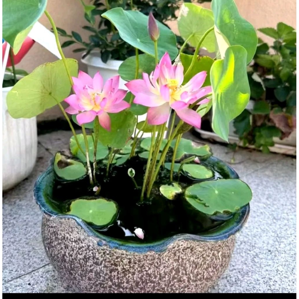 Jual benih/bibit teratai lotus isi 50 pcs siap tanam cocok untuk kolam ...