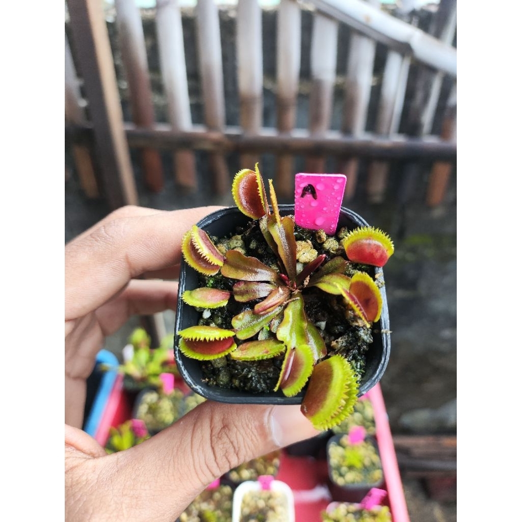 Jual Dionaea Muscipula Red Sawtooth/Venus flytrap | Shopee Indonesia