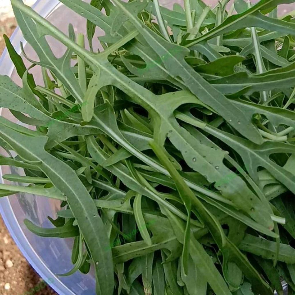 Jual sayur segar arugula lettuce rocket fresh 100gr | Shopee Indonesia