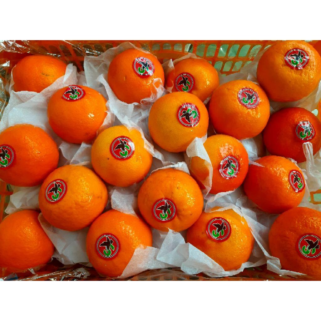 Jual Buah Jeruk Wogan SK Mr.Fruits (250gr) | Shopee Indonesia
