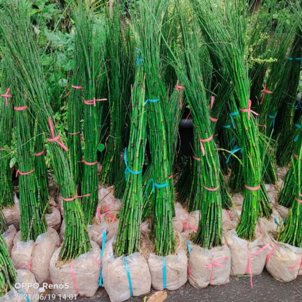 Jual ( RIMBUN 30-40 Batang ) Tanaman Hias Bambu Air Segar Tanaman Hidup ...