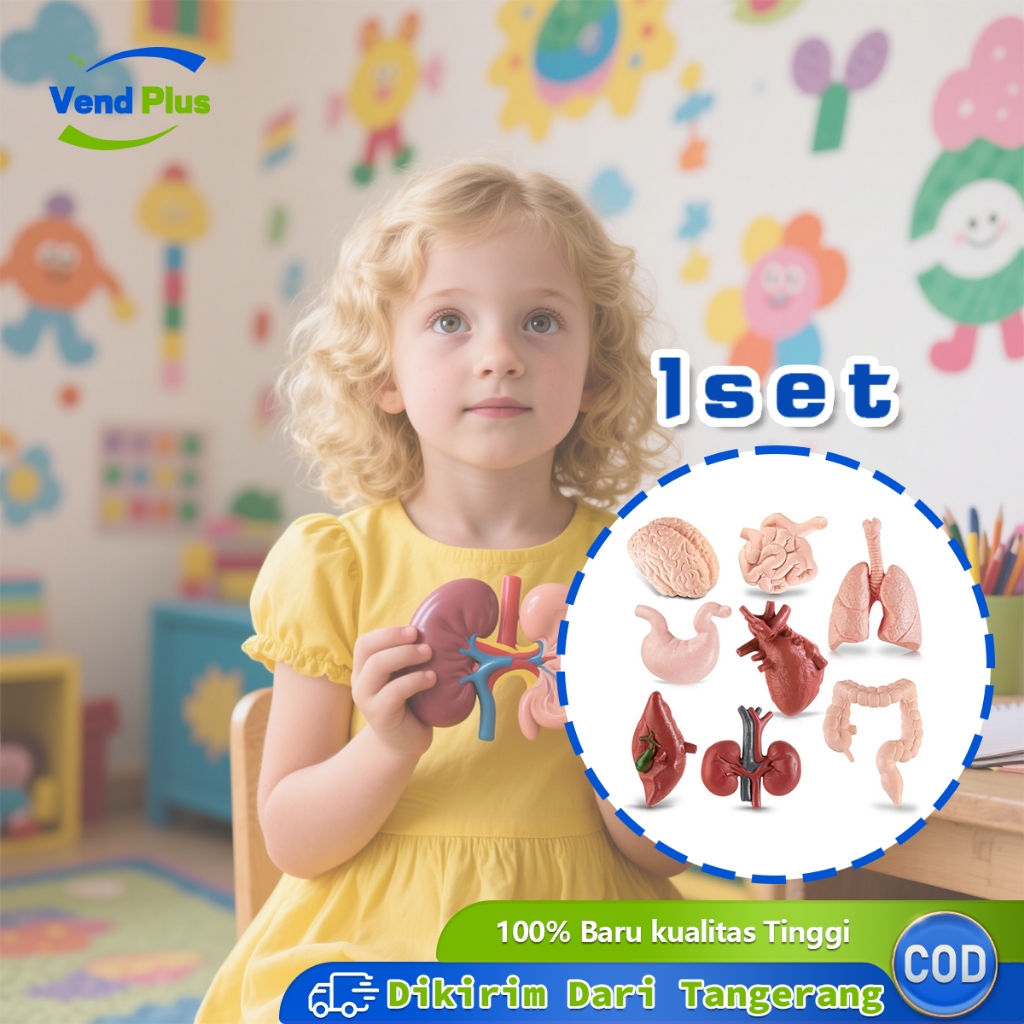 Jual Human Organs Figurine 8pcs Alat Peraga Organ Tubuh Manusia Edukasi Anatomi Mainan ...