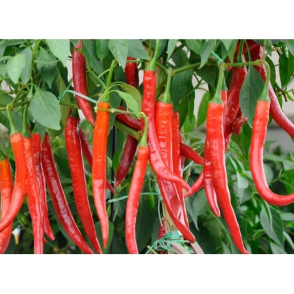 Jual Cabai Merah Besar (Fresh) | Shopee Indonesia