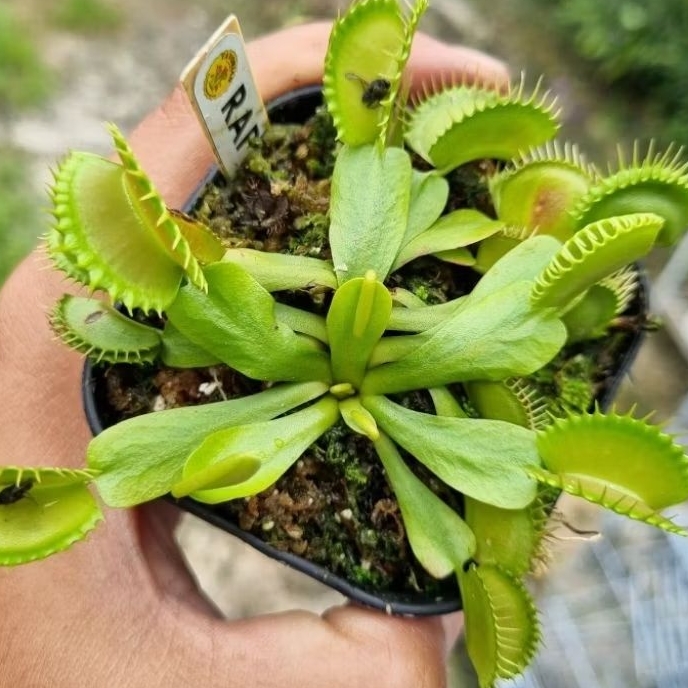 Jual Tanaman Karnivora Pemakan Serangga Venus Fly Trap "RAPTOR ...