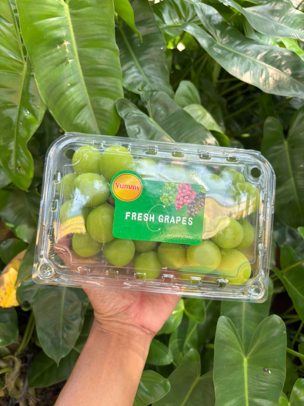Jual Shine Muscat Grape Ausie | Shopee Indonesia