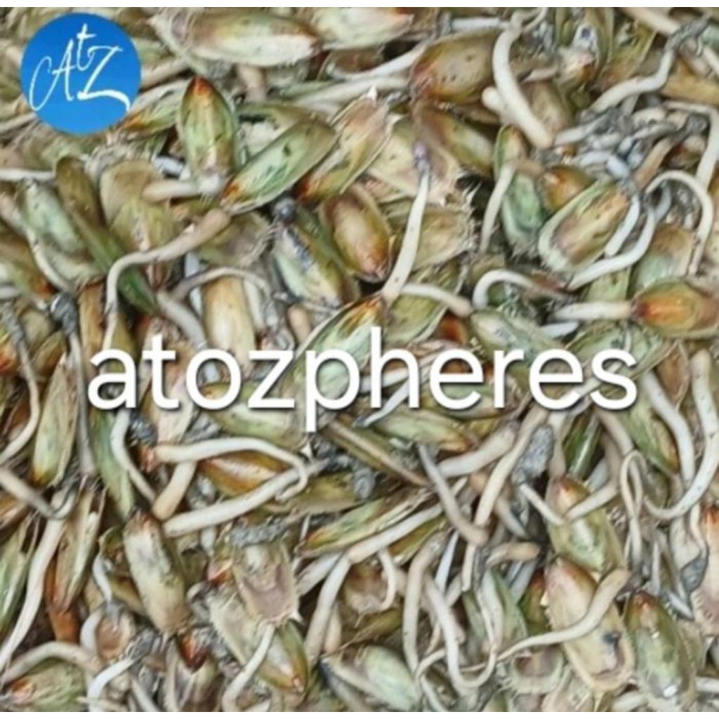 Jual Kerang barai kecoa berekor segar pilihan fresh kemasan 500g ...