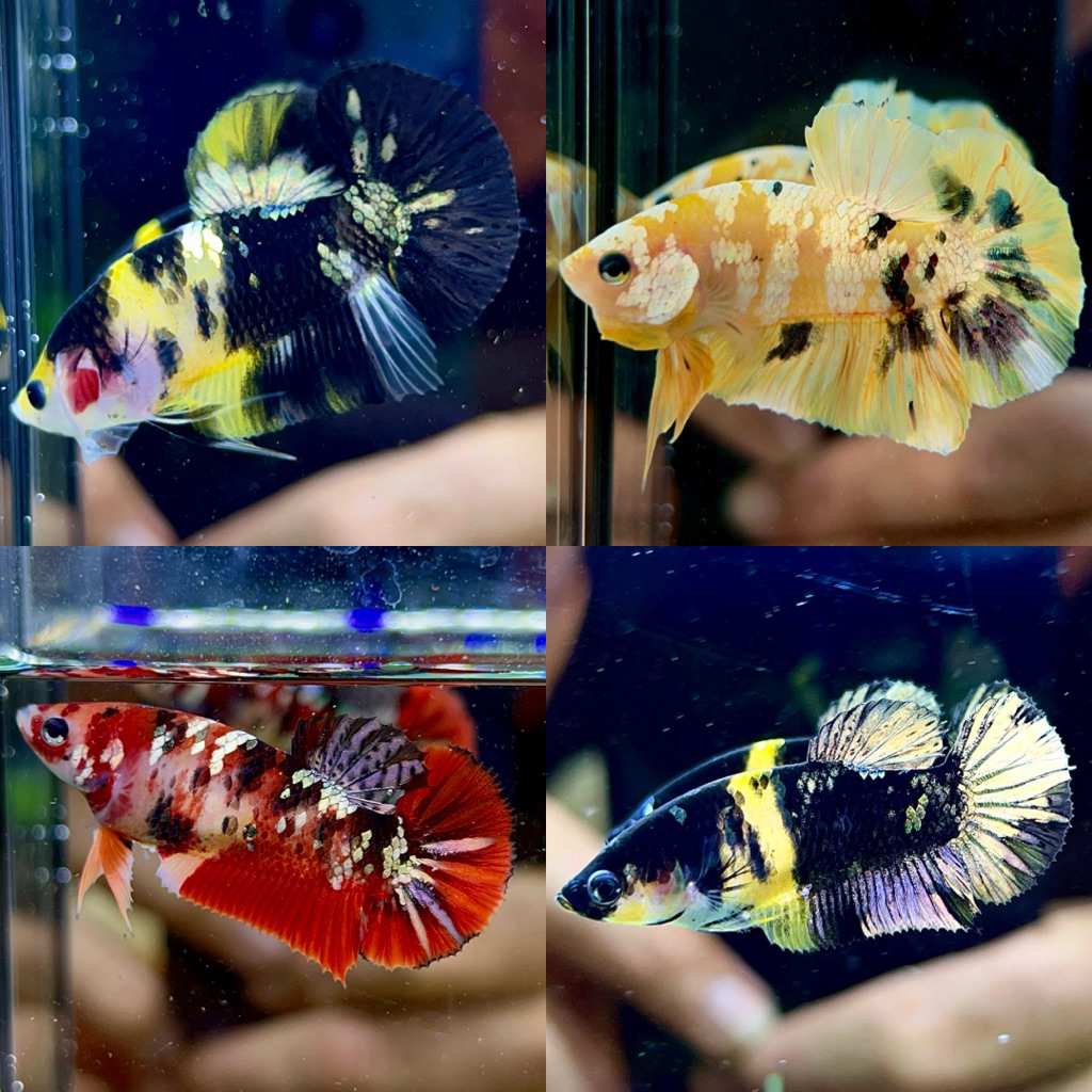 Jual cupang cooper series bahanan 10 ekor | Shopee Indonesia