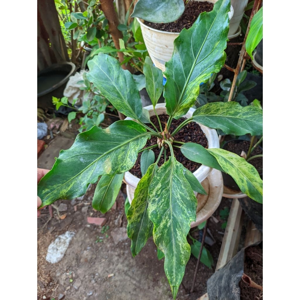 Jual Gelombang cinta variegata putih real pic | Shopee Indonesia