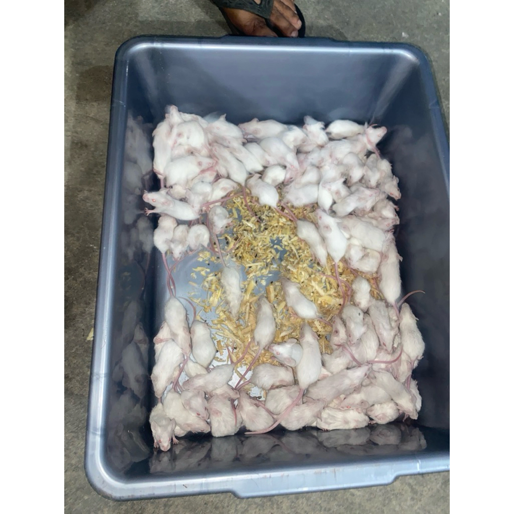 Jual Tikus Putih Mencit (Dewasa) | Shopee Indonesia