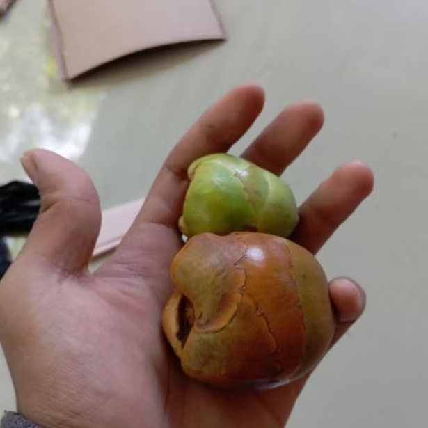 Jual Tembuluk/beluluk kelapa obat diabetes | Shopee Indonesia