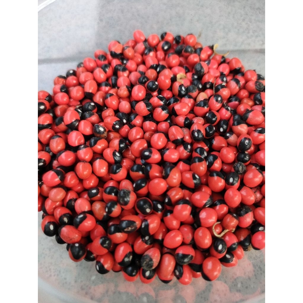 Jual SAGA RAMBAT 30 BIJI (sogok Tunteng) saga merah hitam | Shopee ...