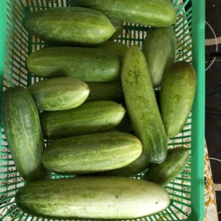 Jual Timun 1 Kg Terlengkap & Harga Terbaru Juli 2025 | Shopee Indonesia