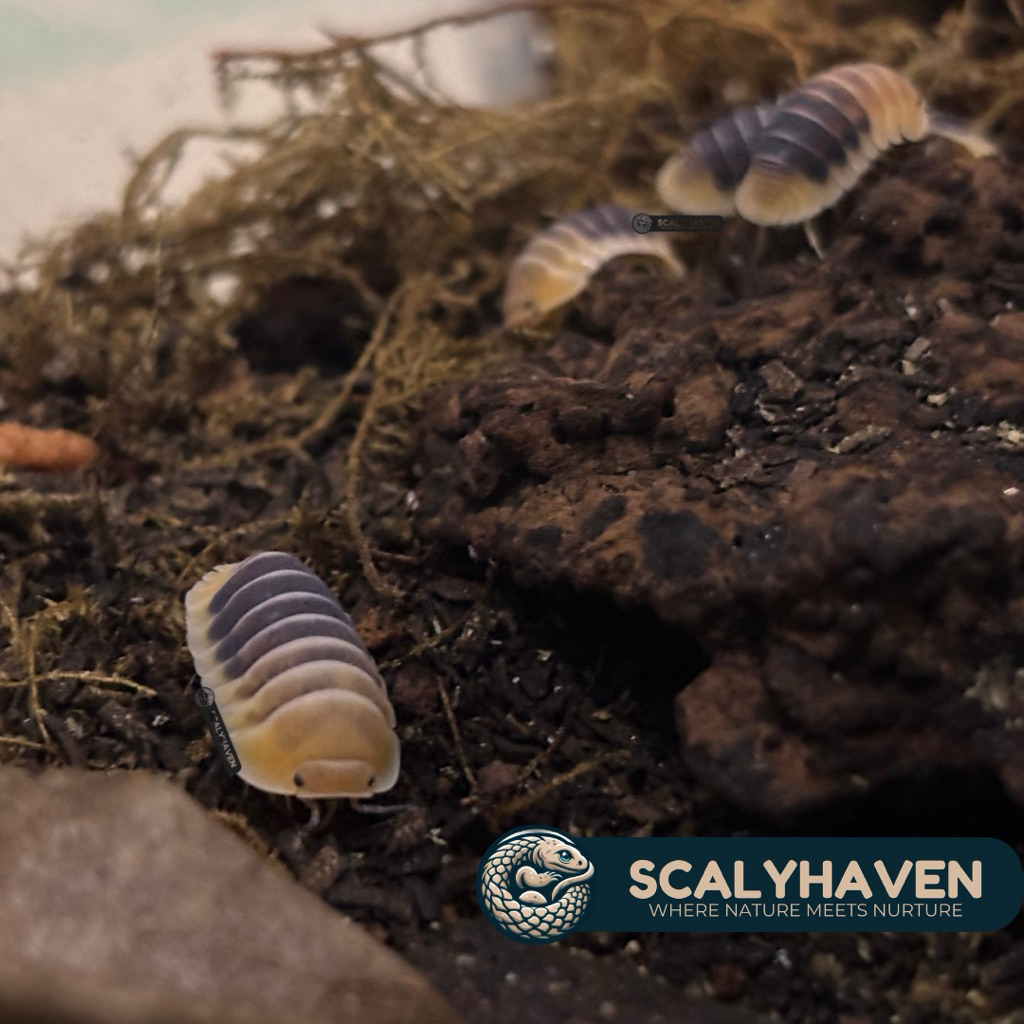Jual Isopod Cubaris Sp Jupiter | Shopee Indonesia