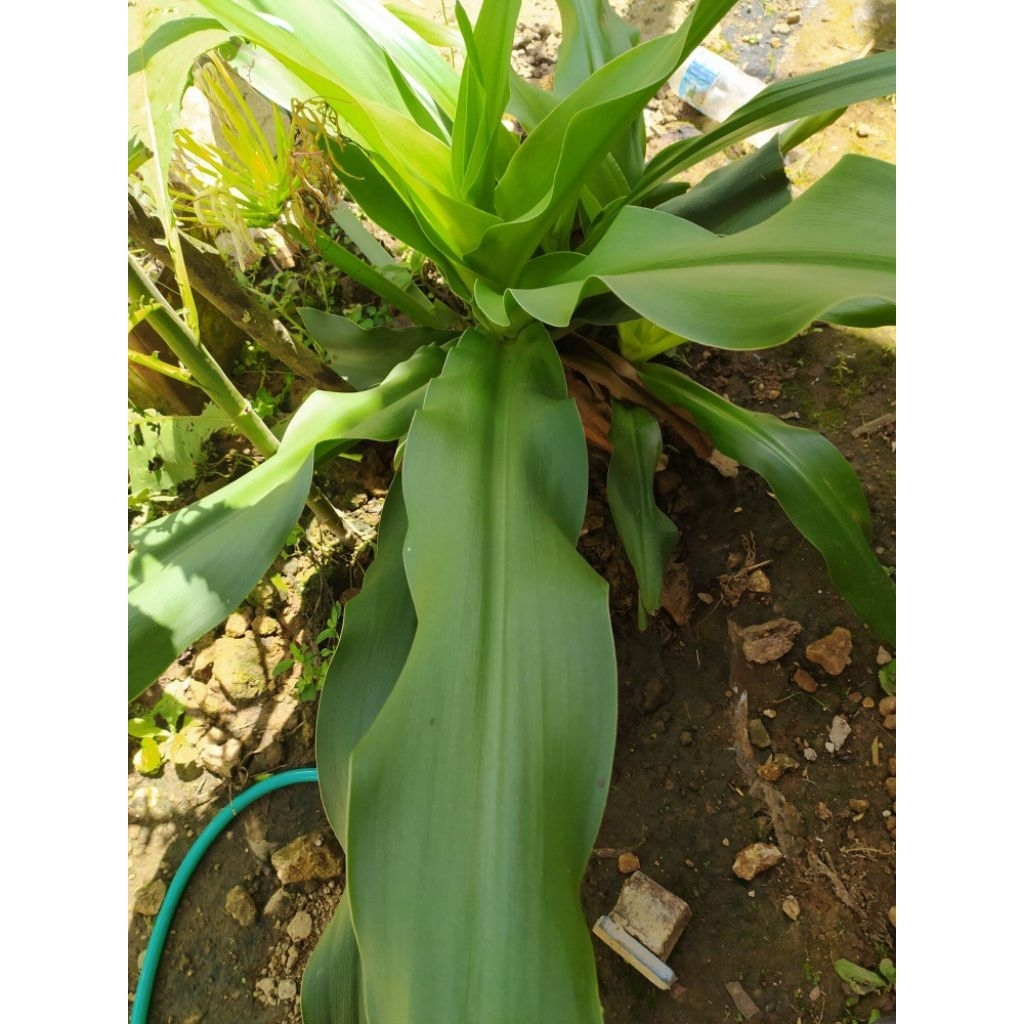 Jual PERLEMBAR Daun Bakung Segar / Herbal Alami / Obat Luka & Bengkak ...