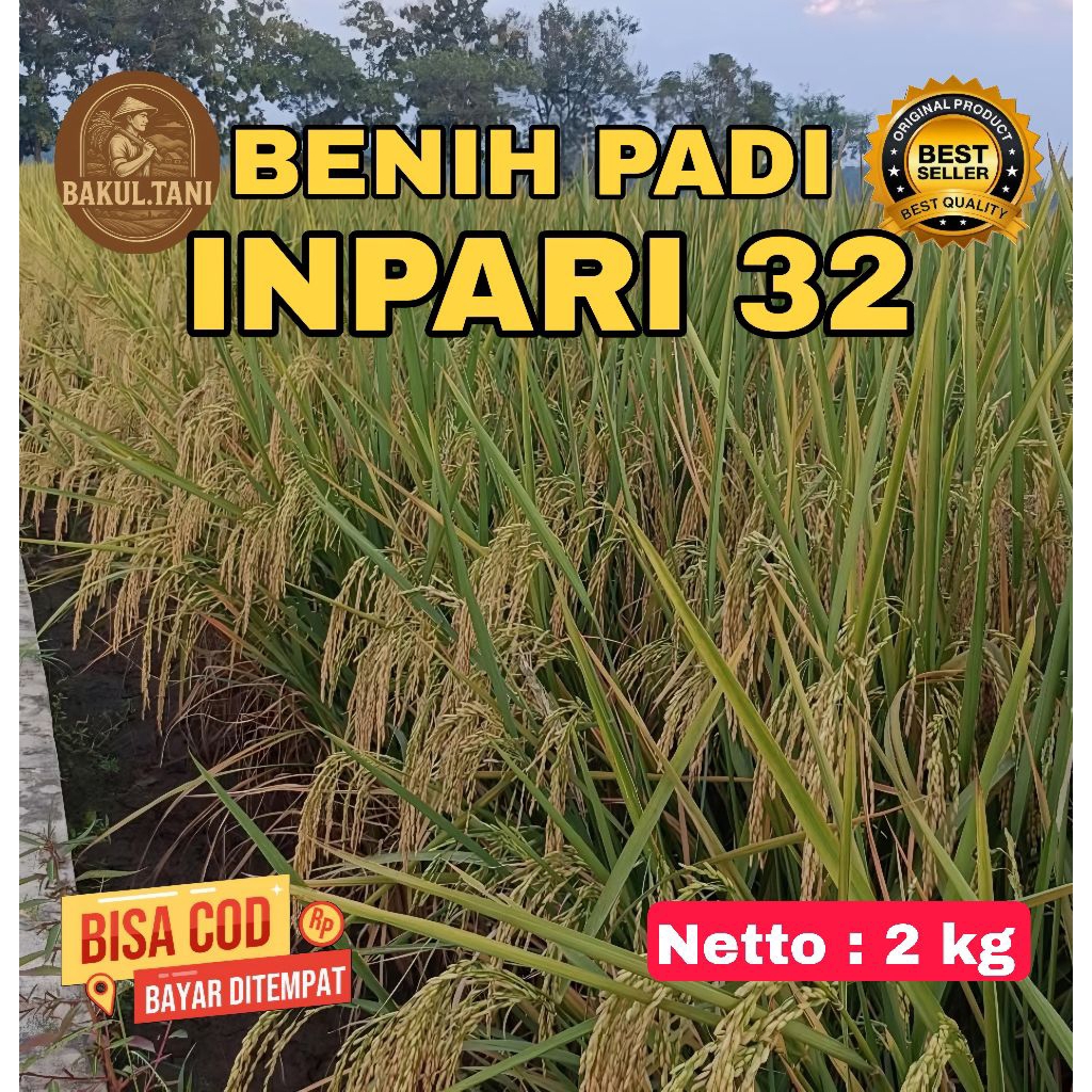 Jual BENIH BIBIT PADI INPARI 32 KEMASAN ( 2 kg ) | Shopee Indonesia